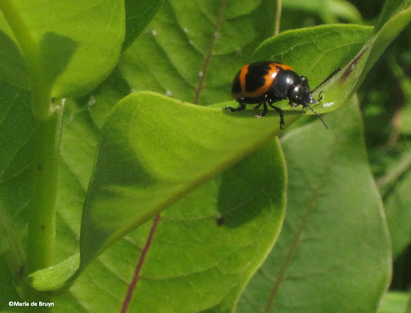 Swamp milkweed leaf beetle | Project Noah