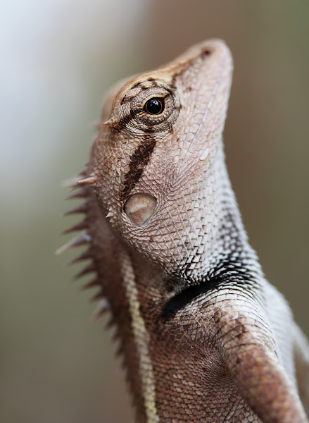 Forest Crested Lizard | Project Noah