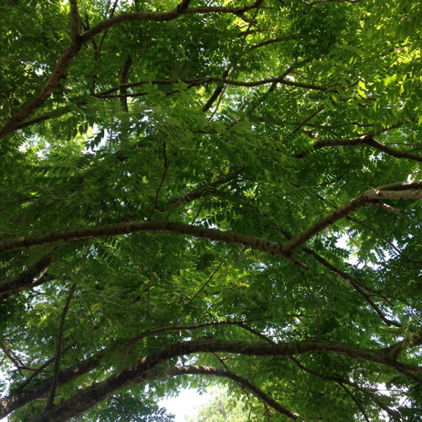 Chinaberry Tree | Project Noah