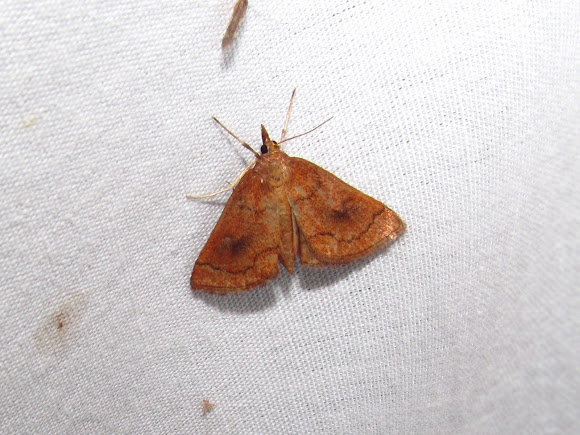 Mint Root Borer | Project Noah