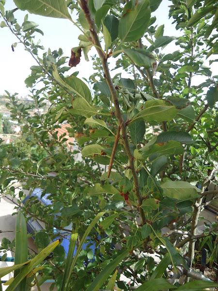 Portugese Stick Insect | Project Noah