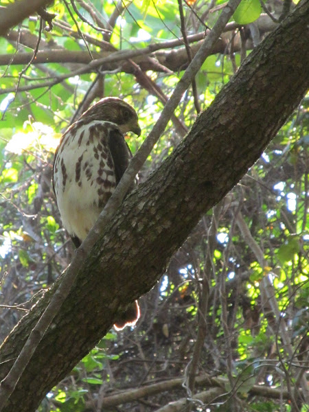Broad-winged Hawk (juvenile) | Project Noah