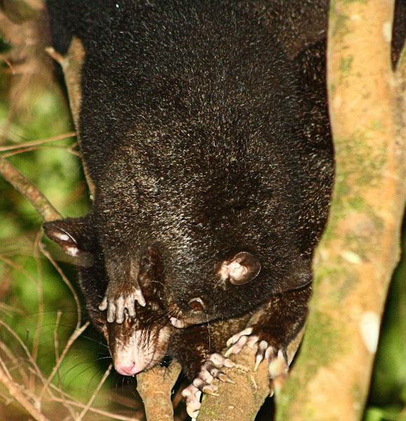 Short-eared possum with young | Project Noah