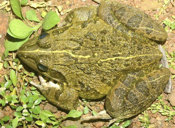Indian bullfrog | Project Noah