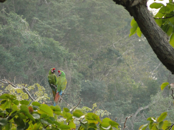 Guacamaya verde | Project Noah