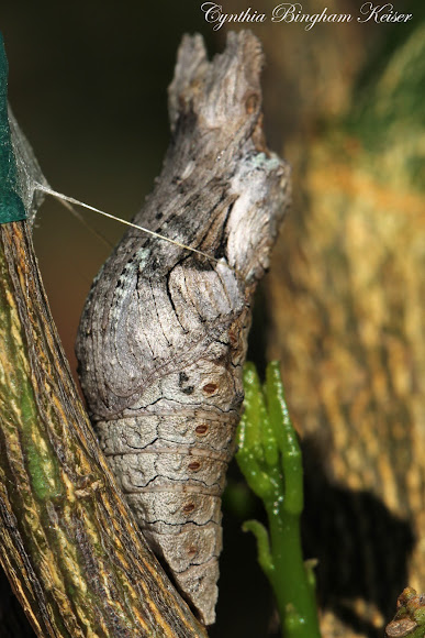 Giant Swallowtail chrysalis | Project Noah