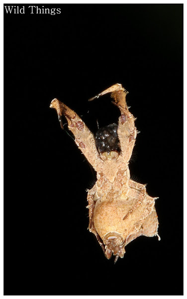 Hackled Orb Weaver | Project Noah