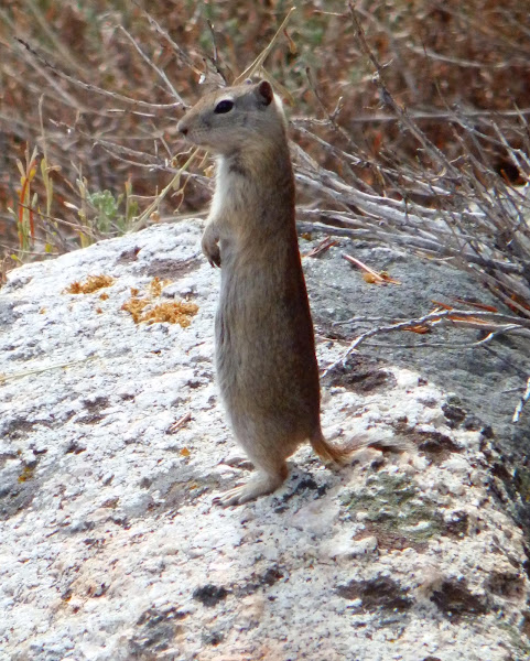 Belding's ground squirrel | Project Noah