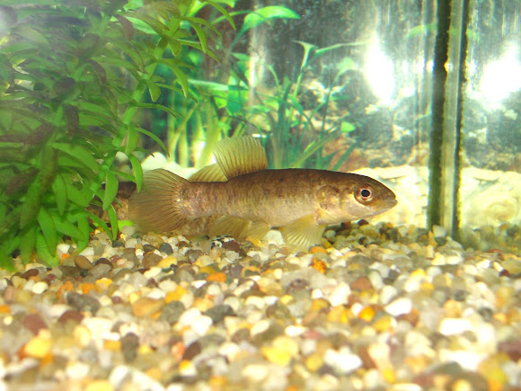 Central Mudminnow | Project Noah