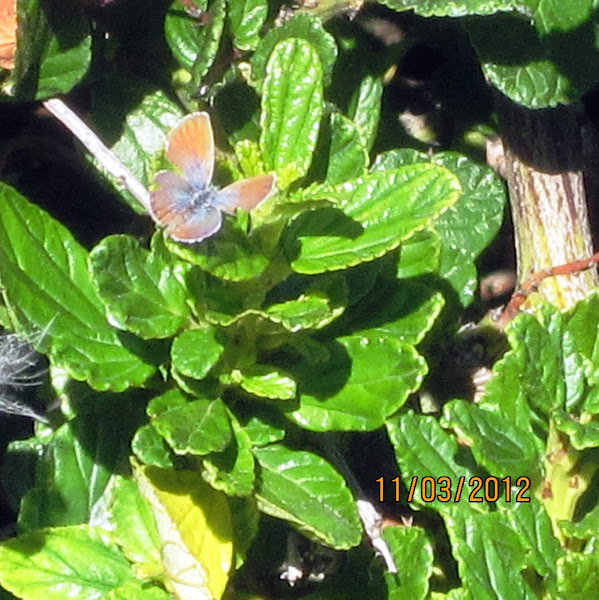 Western Pygmy Blue | Project Noah