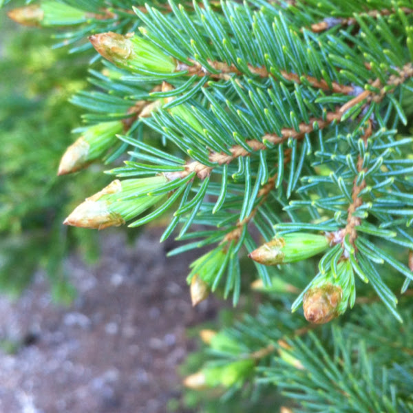 Black Hills Spruce | Project Noah