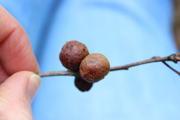 Round Bullet Gall Wasp | Project Noah