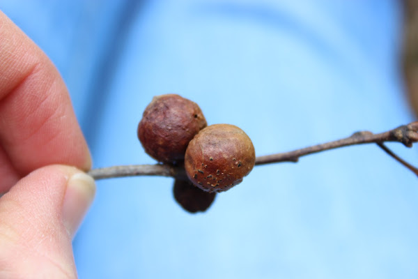 Round Bullet Gall Wasp | Project Noah