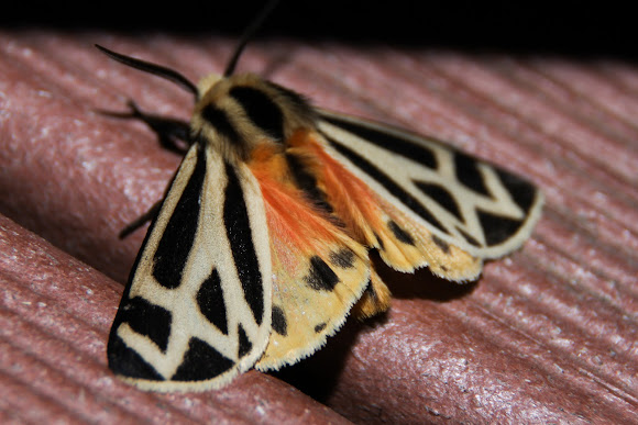 Harnessed Tiger Moth | Project Noah