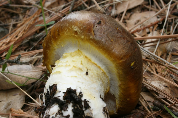 Floccularia albolanaripes | Project Noah