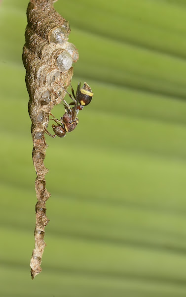 Small Brown Paper wasp | Project Noah
