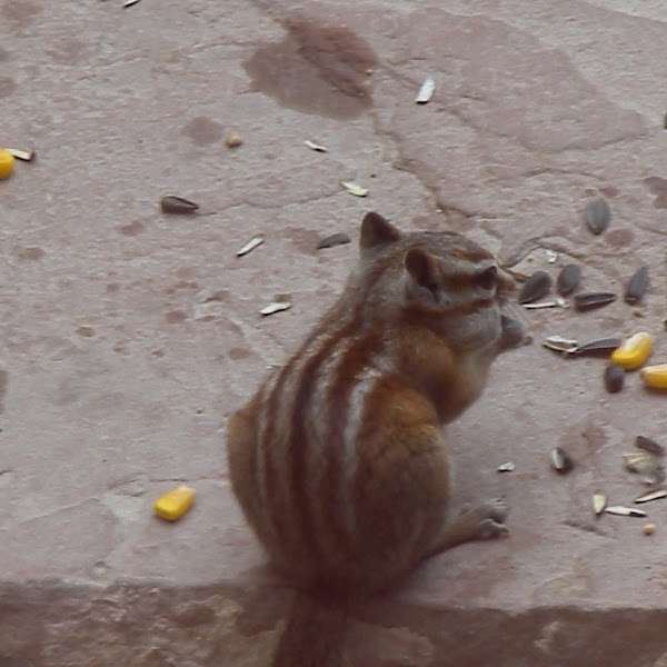 Wild Mammals of New Mexico | Project Noah