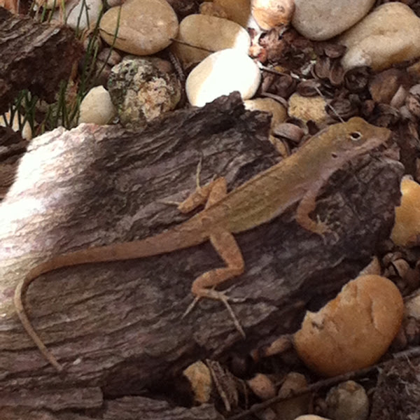 Brown anole lizard | Project Noah