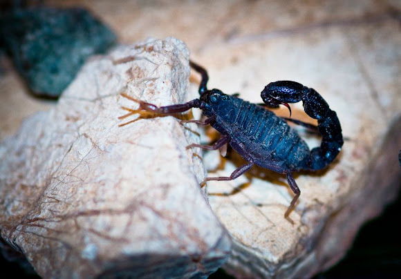 Arabian Fat Tailed Scorpion | Project Noah