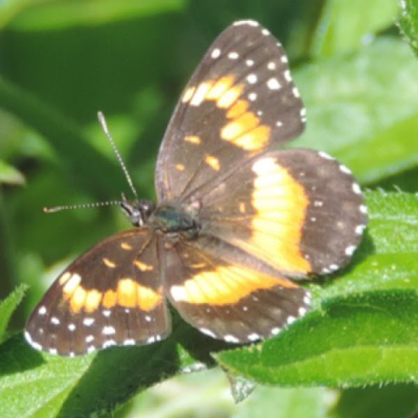 Bordered Patch | Project Noah