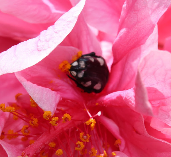 White Spotted Fruit Chafer | Project Noah