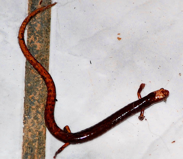 Pacific worm salamander | Project Noah