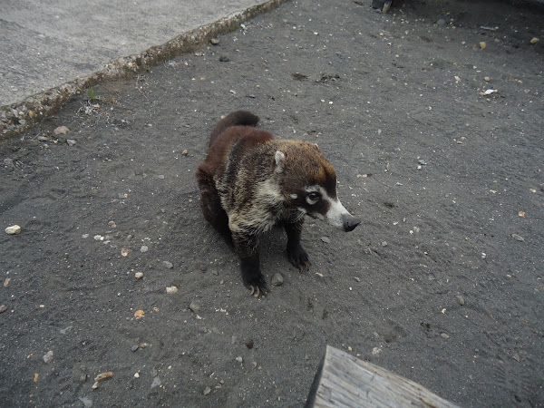 Pizote | Project Noah