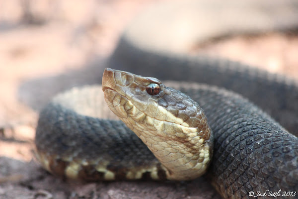 Western Cottonmouth | Project Noah