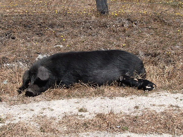 Cerdo Doméstico / Domestic Pig | Project Noah