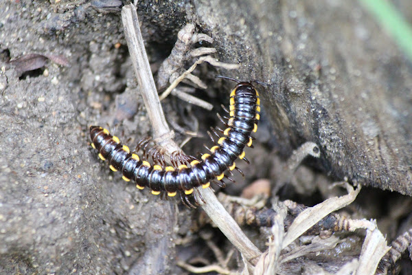 Flat-backed Millipede | Project Noah