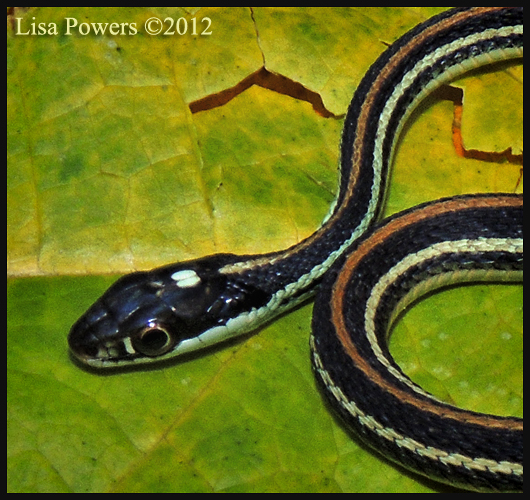 Western Ribbonsnake | Project Noah