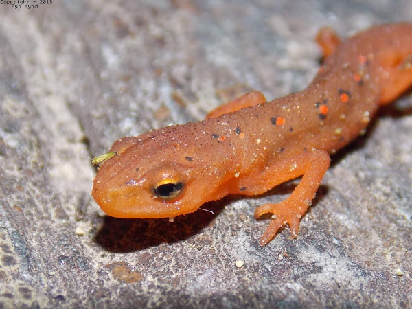 Red Eft | Project Noah