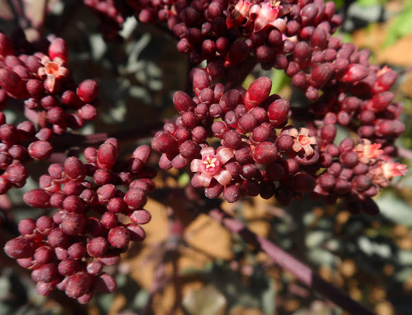 Léia-rubra - flowers | Project Noah