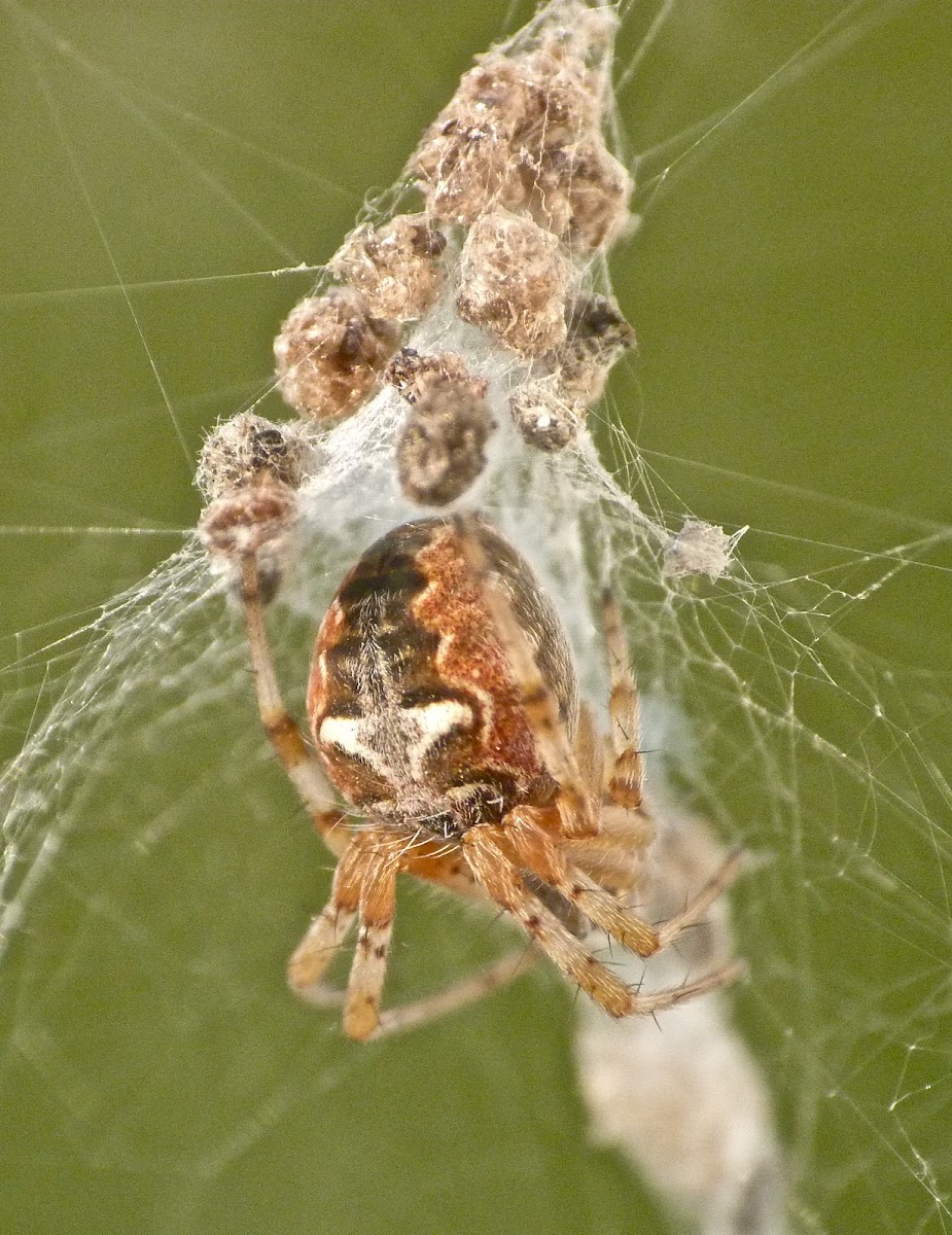 Spotted Orbweaver | Project Noah