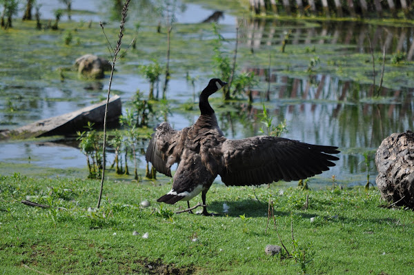 Canada Goose | Project Noah