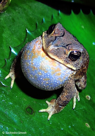 Common Asian Toad | Project Noah