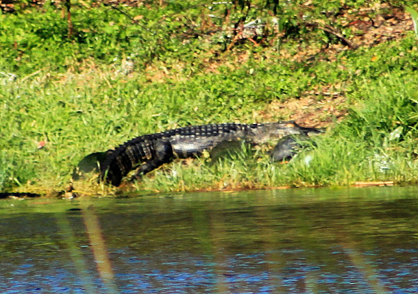 American Alligator | Project Noah