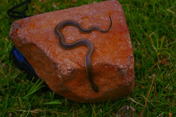 Aurora House Snake | Project Noah