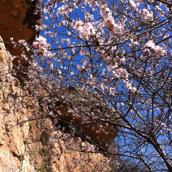 Almond | Project Noah