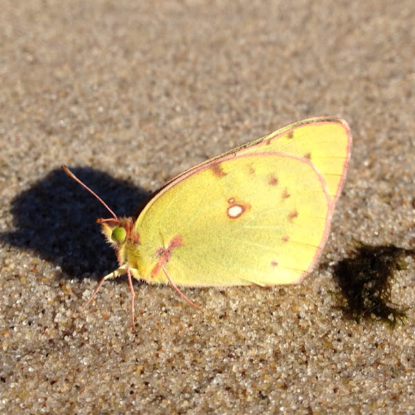 Clouded Sulpher | Project Noah