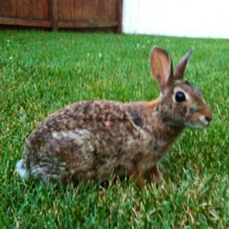 Eastern Cottontail | Project Noah