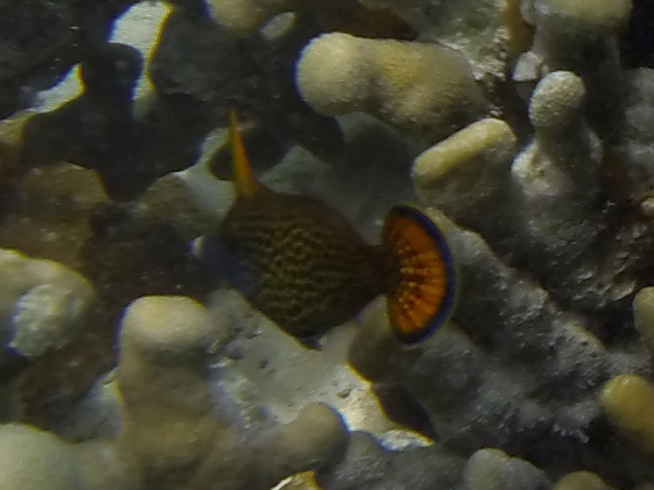 Fantail Filefish | Project Noah