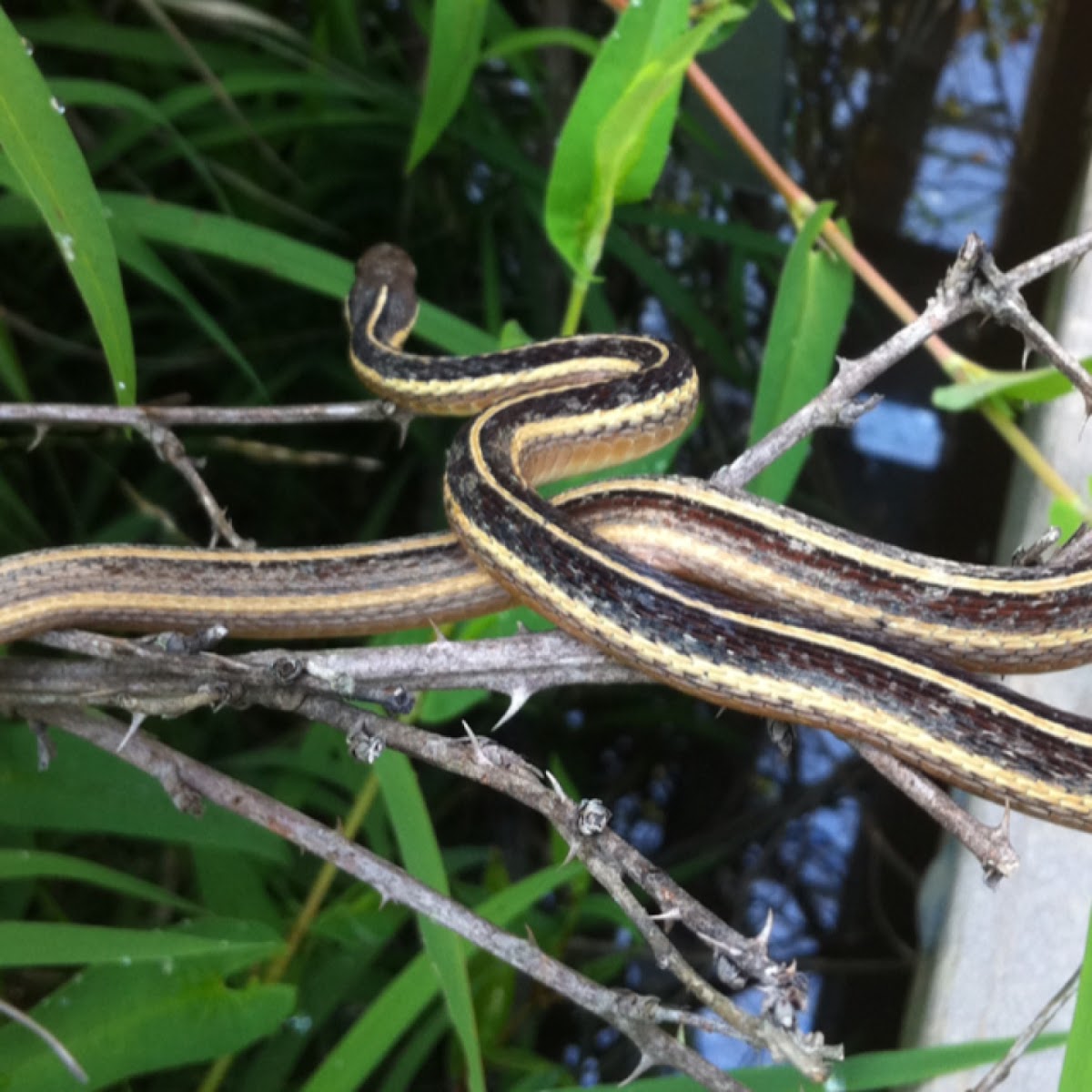 Ribbonsnake | Project Noah