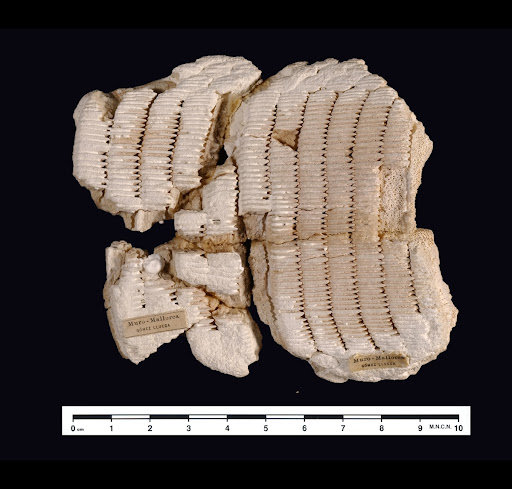 Myliobatis sp. teeth — Google Arts & Culture