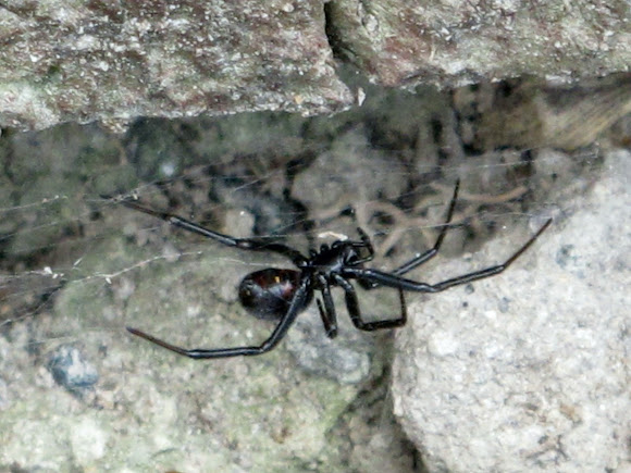 Steatoda capensis | Project Noah