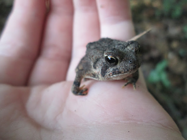 Woodhouse's toad | Project Noah