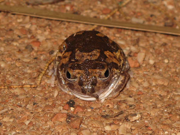 Desert Spadefoot Toad | Project Noah