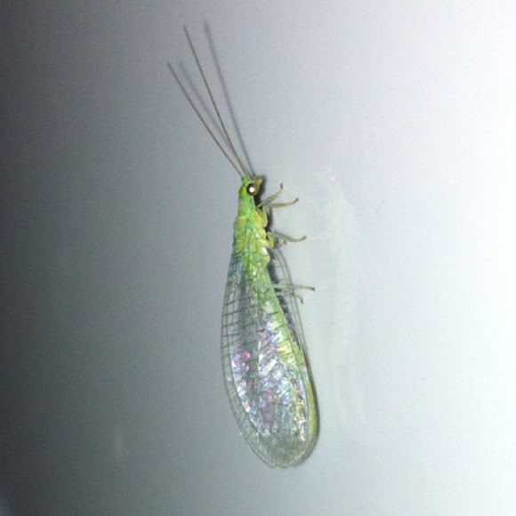 Common Green Lacewing | Project Noah