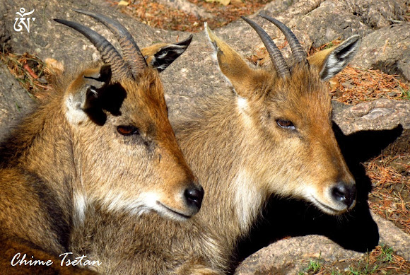 Himalayan ghoral | Project Noah