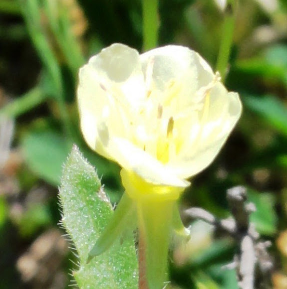 Cutleaf Evening Primrose | Project Noah